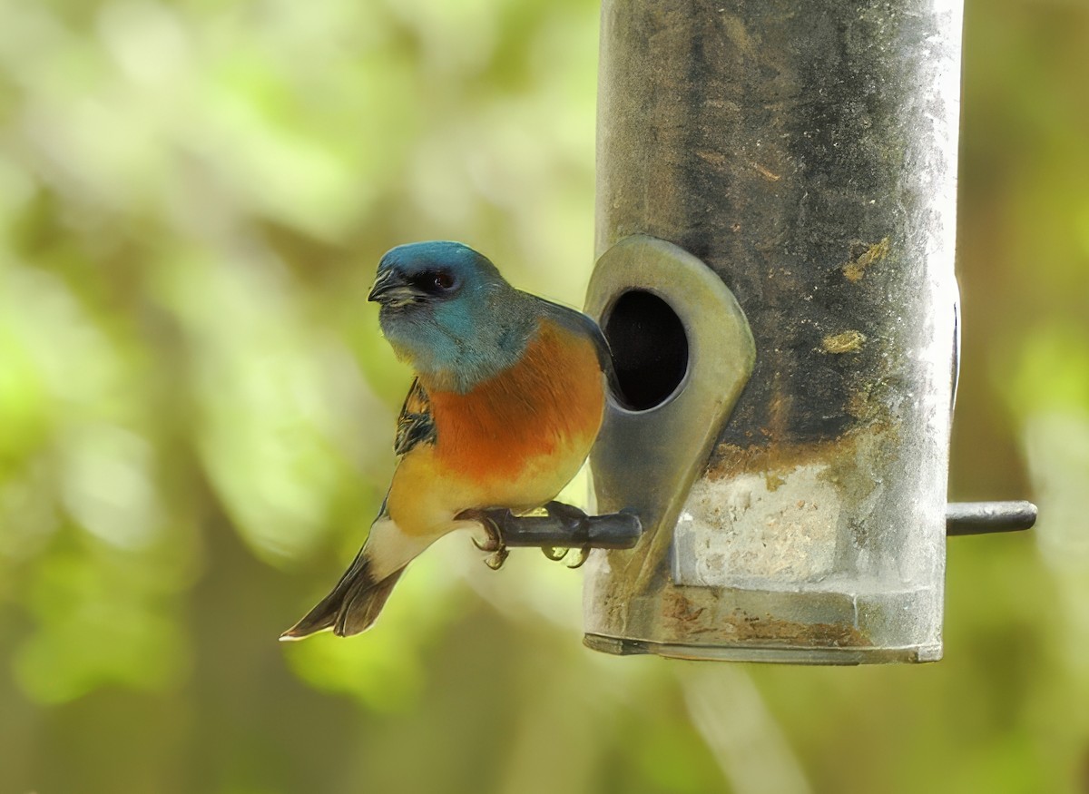 eBird Checklist - 21 Apr 2025 - I-20 Pond/Jenna Welch Nature Ctr. (FWTX ...