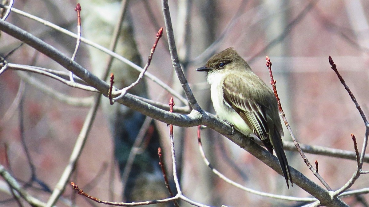 eBird Checklist - 21 Apr 2025 - Unity Pond - 24 species