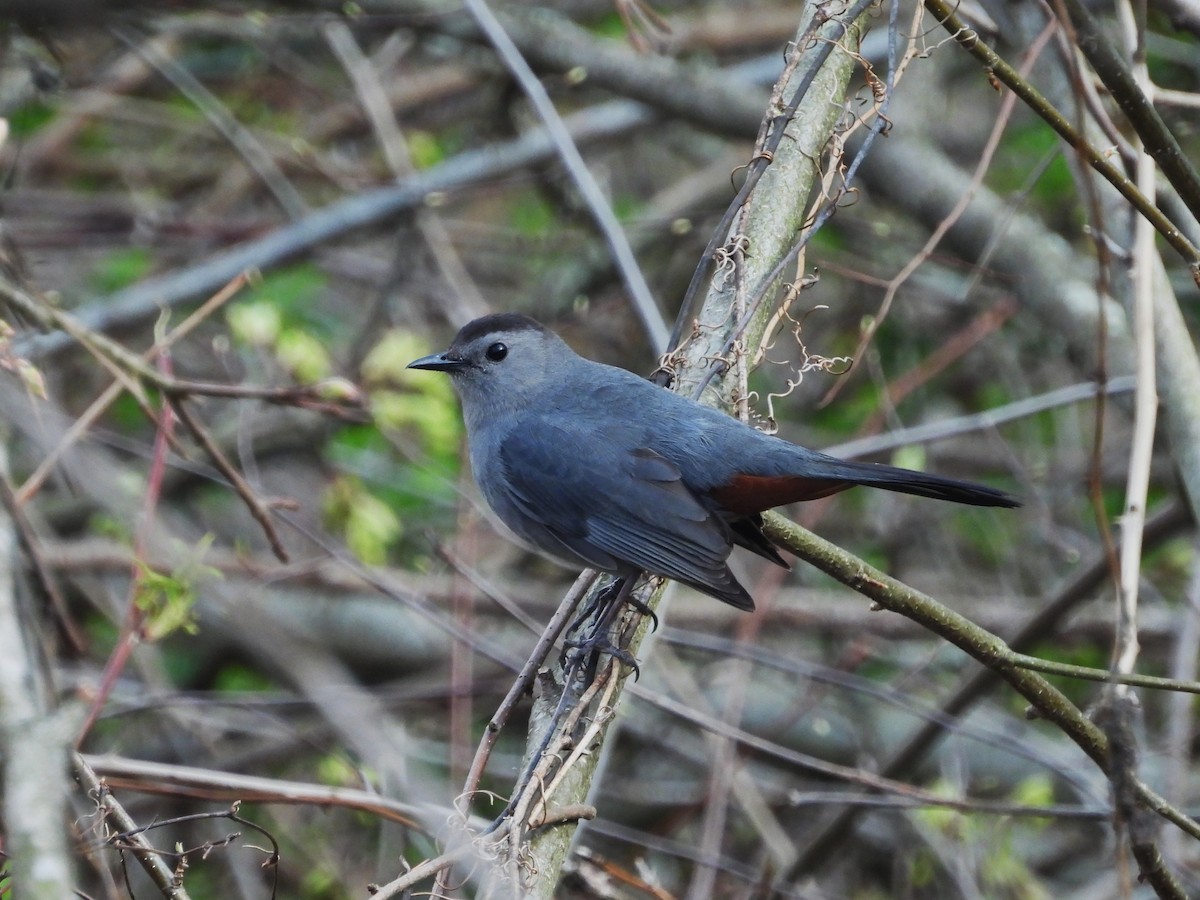 Pennsylvania Bird Atlas Checklist - 21 Apr 2025 - 110–146 Wass's Hollow Rd, Addison US-PA 39. ...