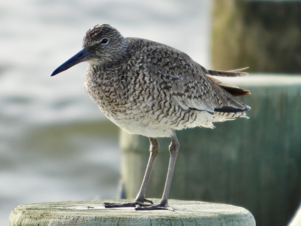 eBird Checklist - 21 Apr 2025 - Pilots Point, Westbrook - 7 species