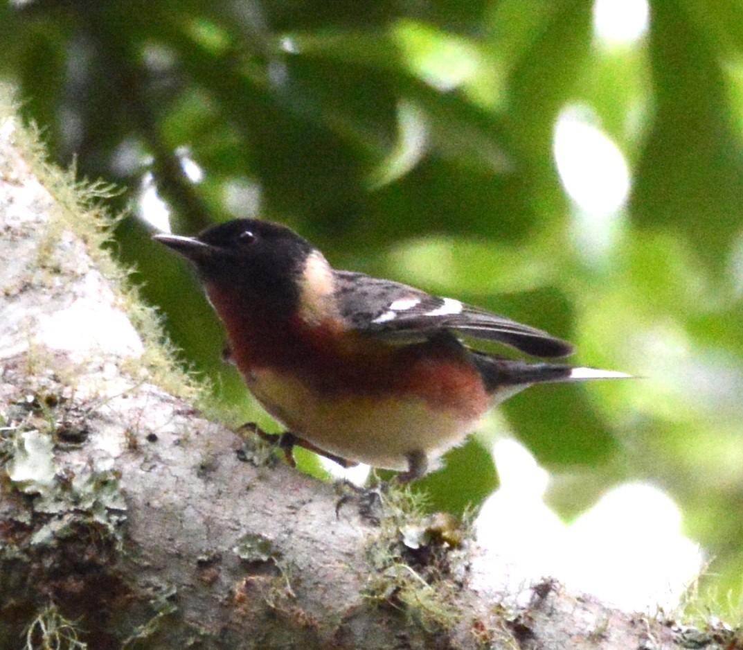 eBird Checklist - 21 Apr 2025 - High Island--Boy Scout Woods (UTC 055 ...