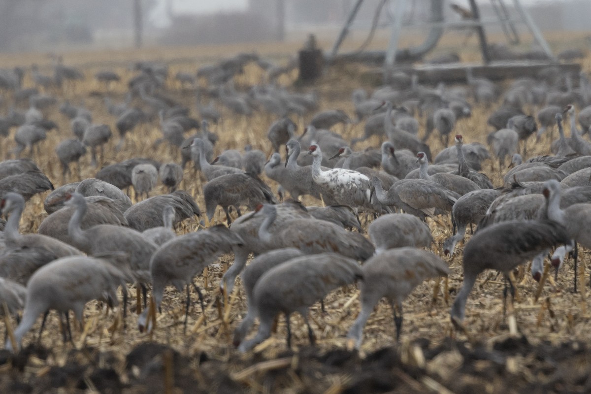 eBird Checklist - 29 Mar 2025 - Common Crane Stakeout - 2 species