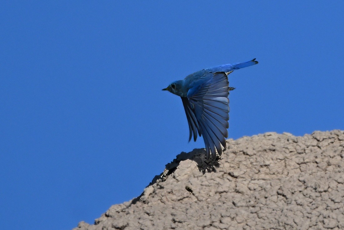 ML634207523 - Mountain Bluebird - Macaulay Library