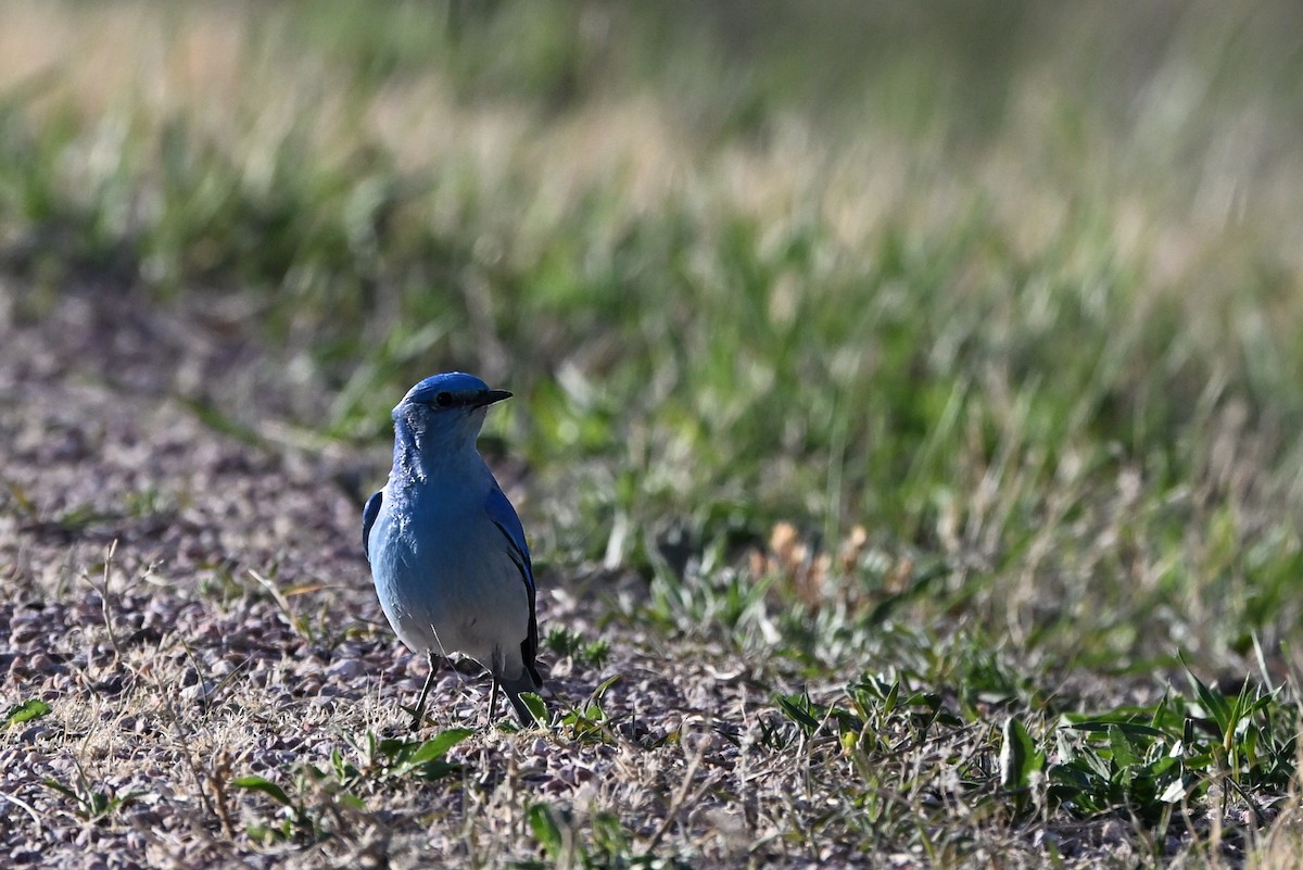 ML634207525 - Mountain Bluebird - Macaulay Library