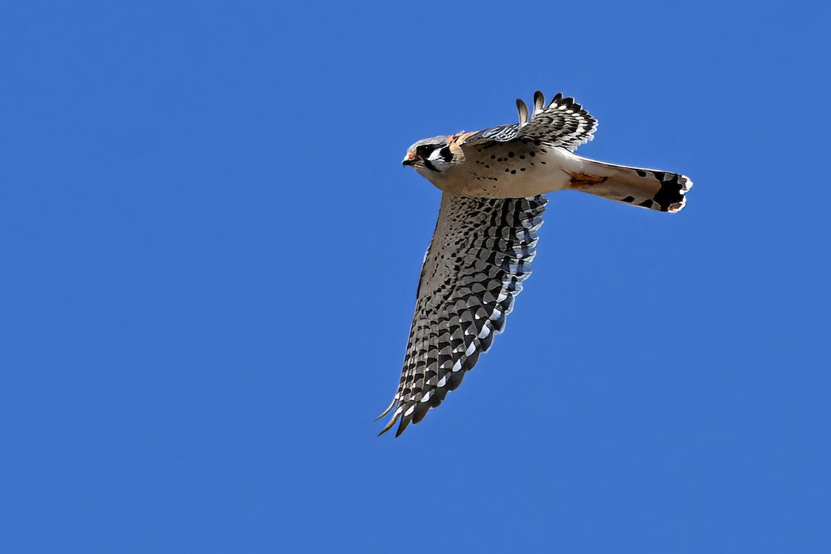 ML634207591 - American Kestrel - Macaulay Library