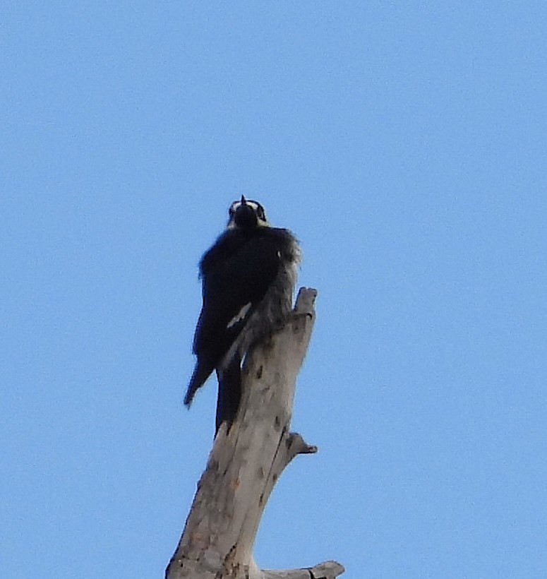 eBird Checklist - 18 Apr 2025 - Zion Natl Park -- trail to Stave Spring ...