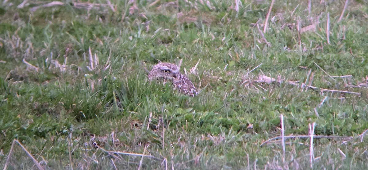 eBird Checklist - 21 Apr 2025 - stakeout Burrowing Owl, Fergus (2025) - 4 species