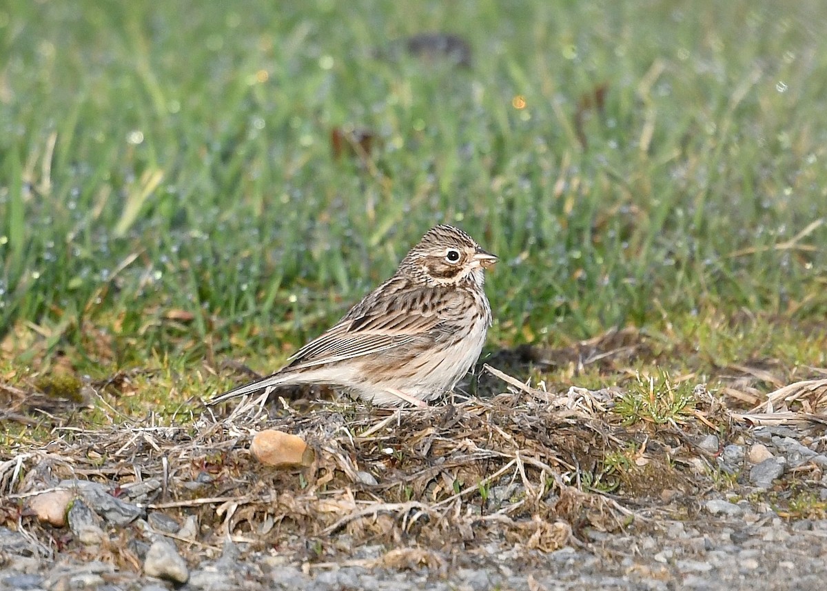 eBird Checklist - 21 Apr 2025 - Bob & Betty Cummings Memorial Park - 48 ...