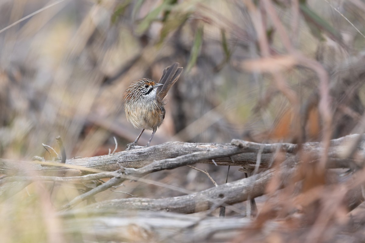 eBird Checklist - 21 Apr 2025 - Murray-Sunset National Park--Millewa ...