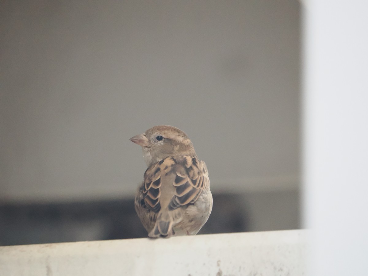 ML634217713 - House Sparrow - Macaulay Library