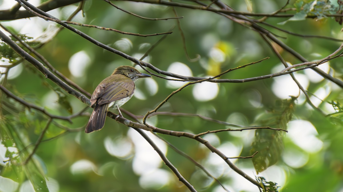eBird Checklist - 15 Apr 2025 - Hala – Bala Wildlife Sanctuary--1,500 m ...