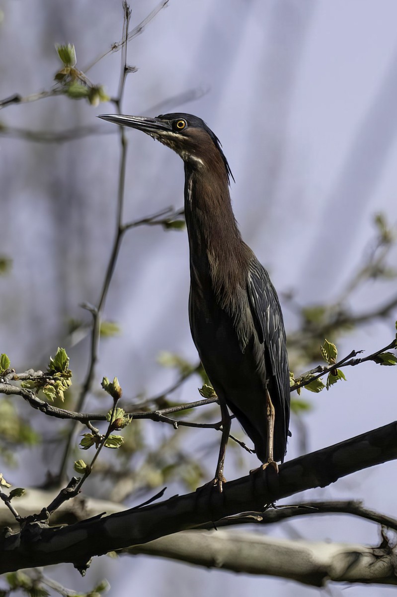 eBird Checklist - 22 Apr 2025 - Cool Spring Preserve - 27 species