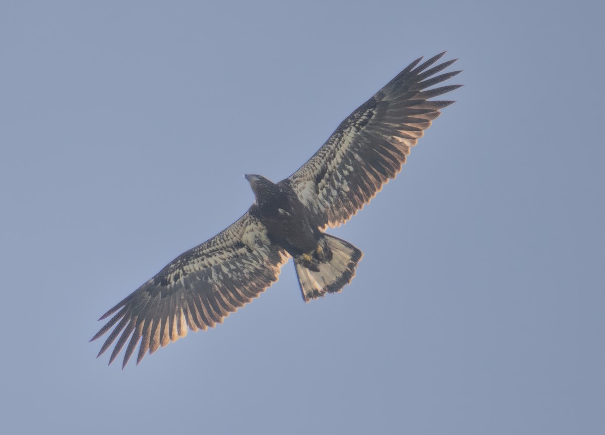 eBird Checklist - 20 Apr 2025 - Bald Eagle SP--Foster Joseph Sayers Dam - 5 species