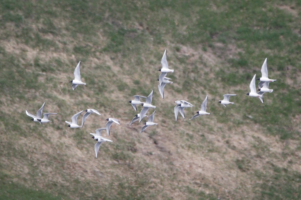 eBird Checklist - 22 Apr 2025 - Wilder Dam, Lebanon - 10 species