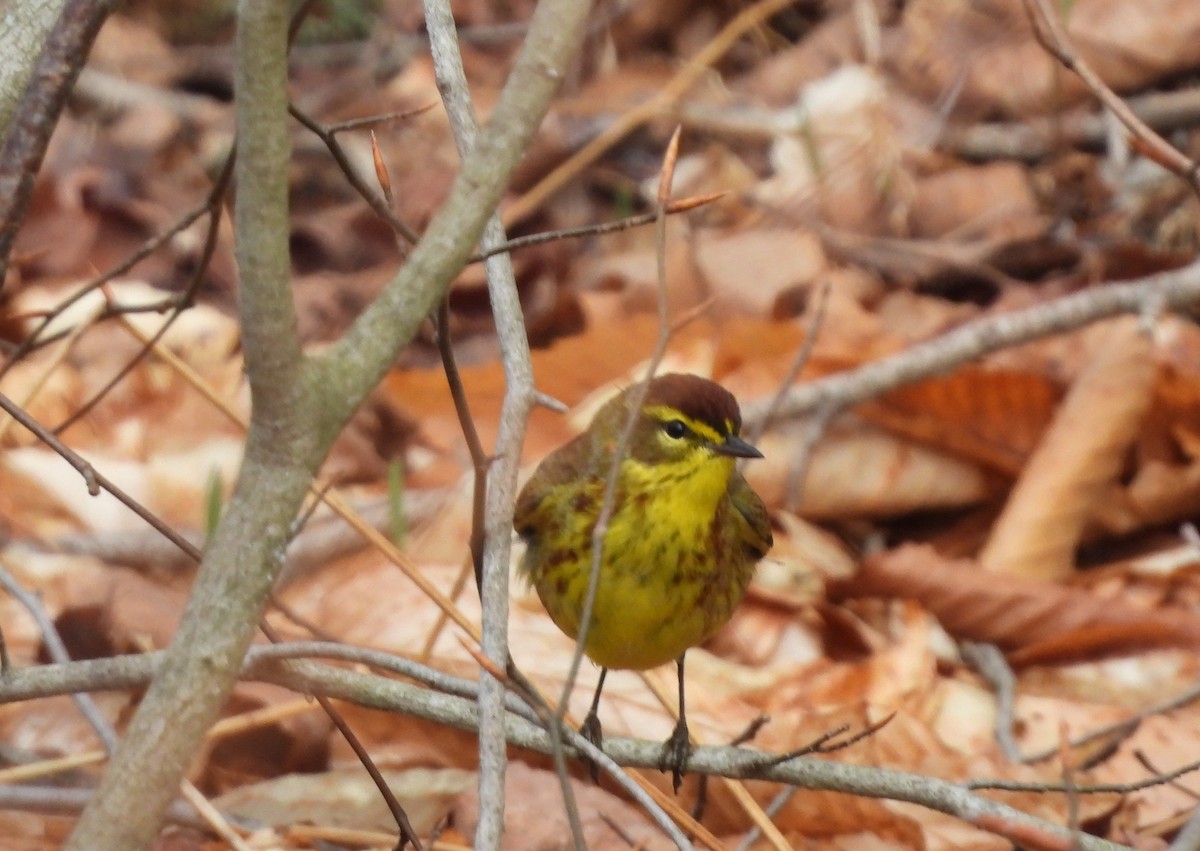 Pennsylvania Bird Atlas Checklist - 22 Apr 2025 - D&H Trail, Thompson ...