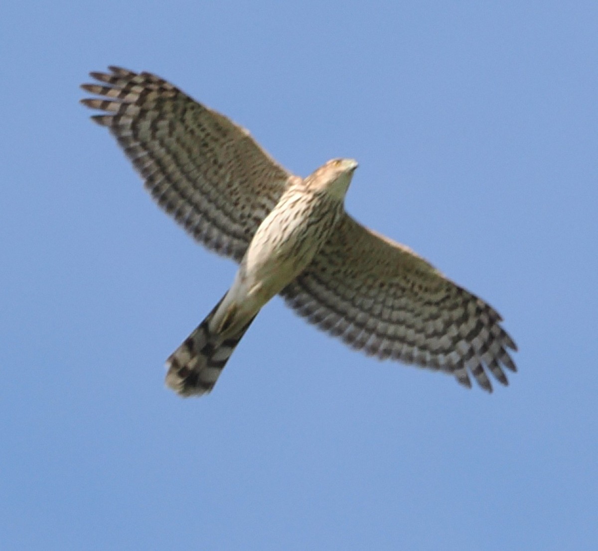 Pennsylvania Bird Atlas Checklist - 22 Apr 2025 - Angora Fruit Farm ...