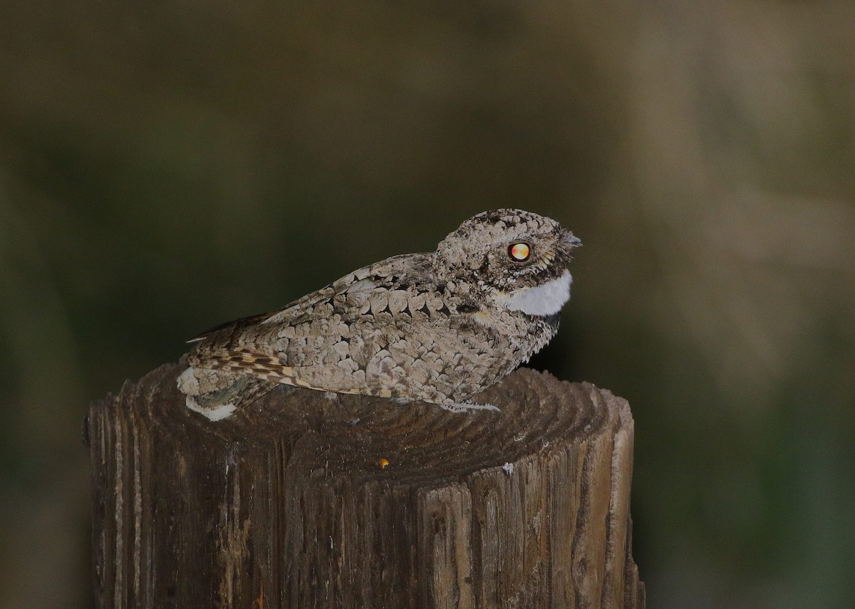 eBird Checklist - 21 Apr 2025 - Carson River Park/Silver Saddle Ranch ...