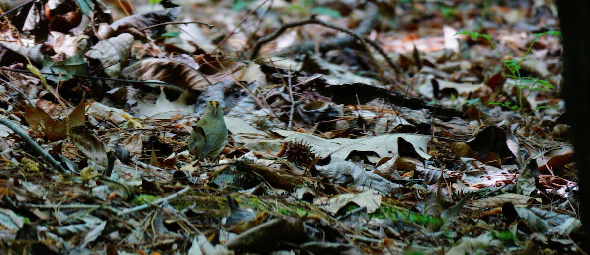 eBird Checklist - 22 Apr 2025 - Stumpy Lake Natural Area - 33 species