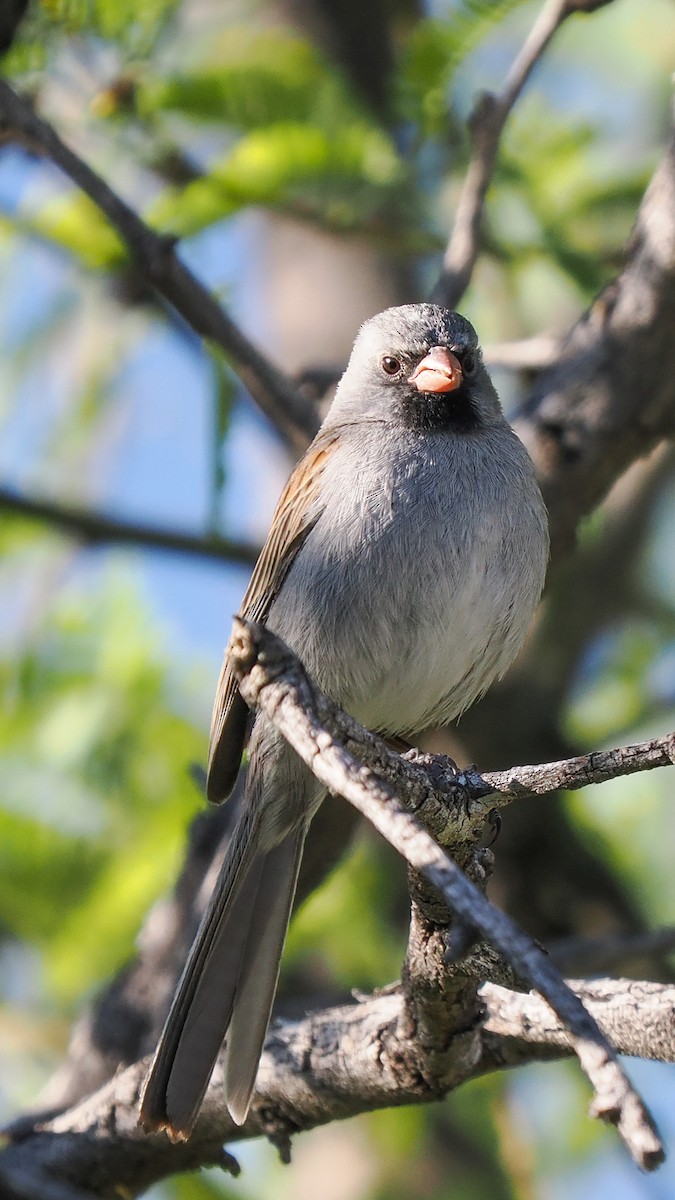 eBird Checklist - 22 Apr 2025 - Madera Canyon--Proctor Rd. - 33 species