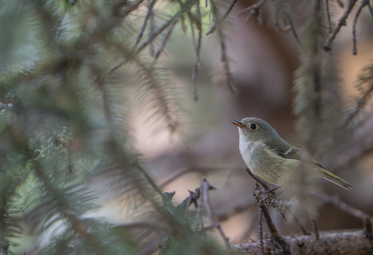 eBird Checklist - 22 Apr 2025 - Senate Parks and Taft Memorial - 29 species