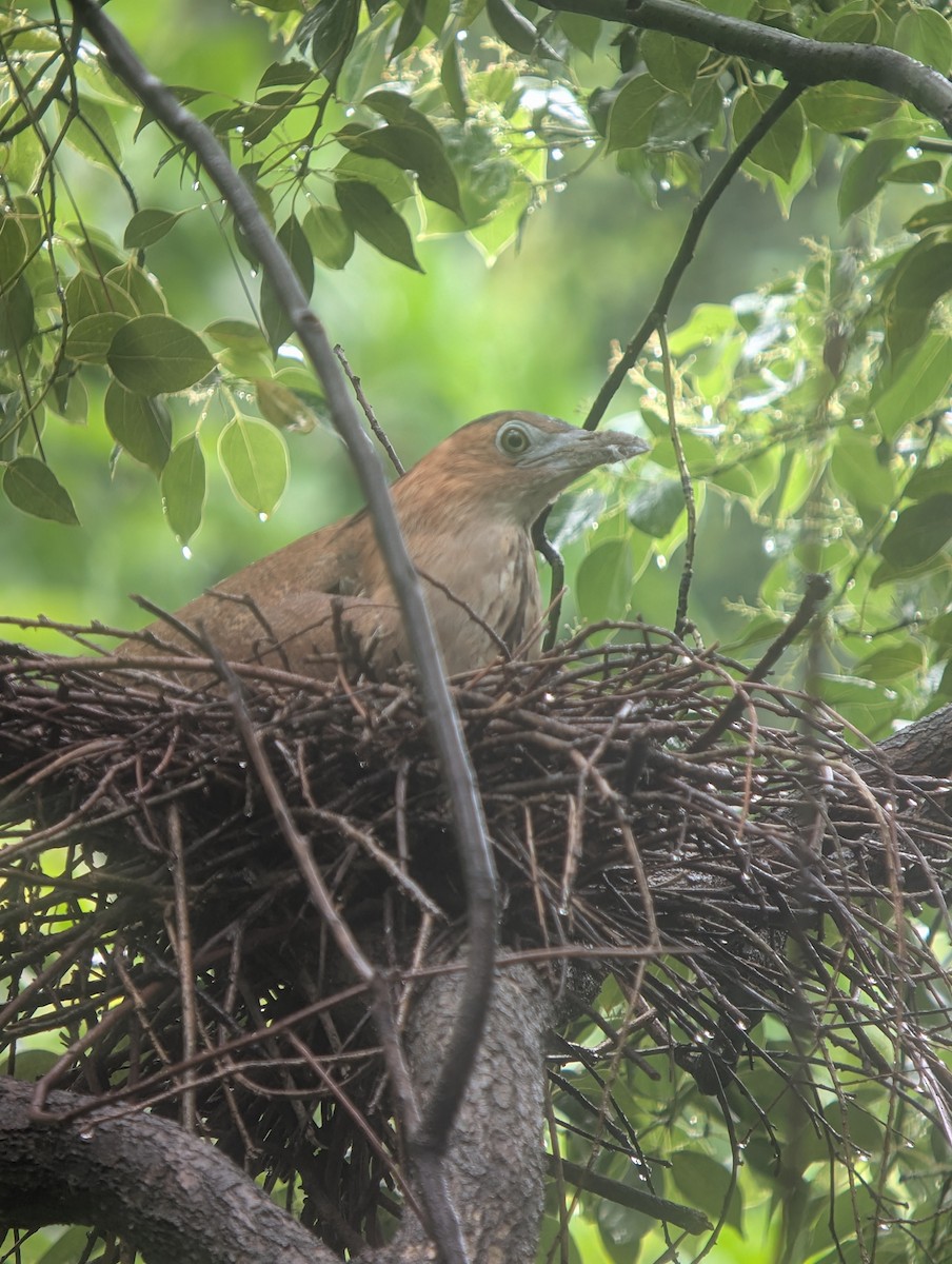 Taiwan Bird Atlas Checklist - 23 Apr 2025 - 台北--台北植物園(Taipei--Taipei ...