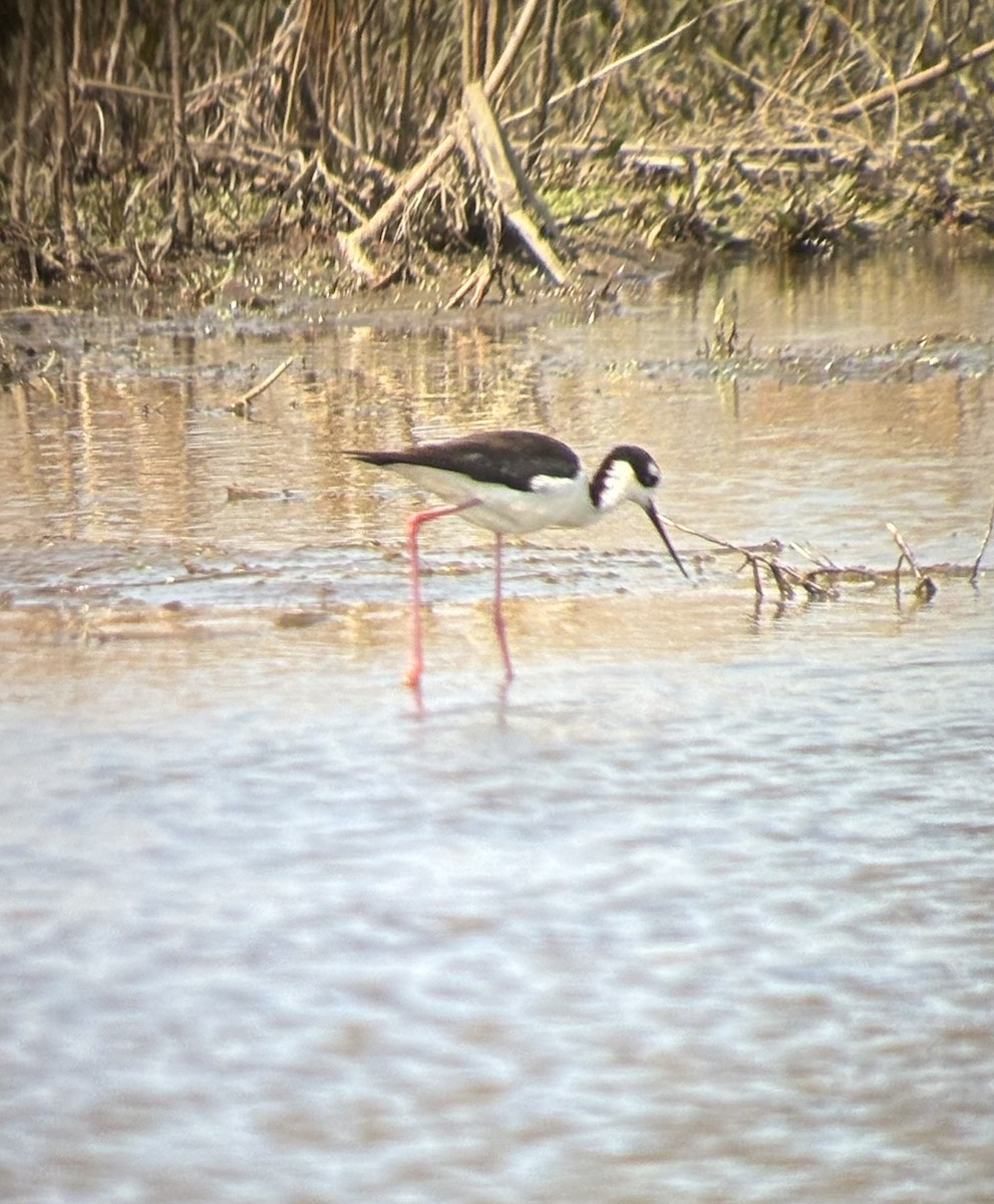 eBird Checklist - 22 Apr 2025 - Talcot Lake State WMA - 36 species
