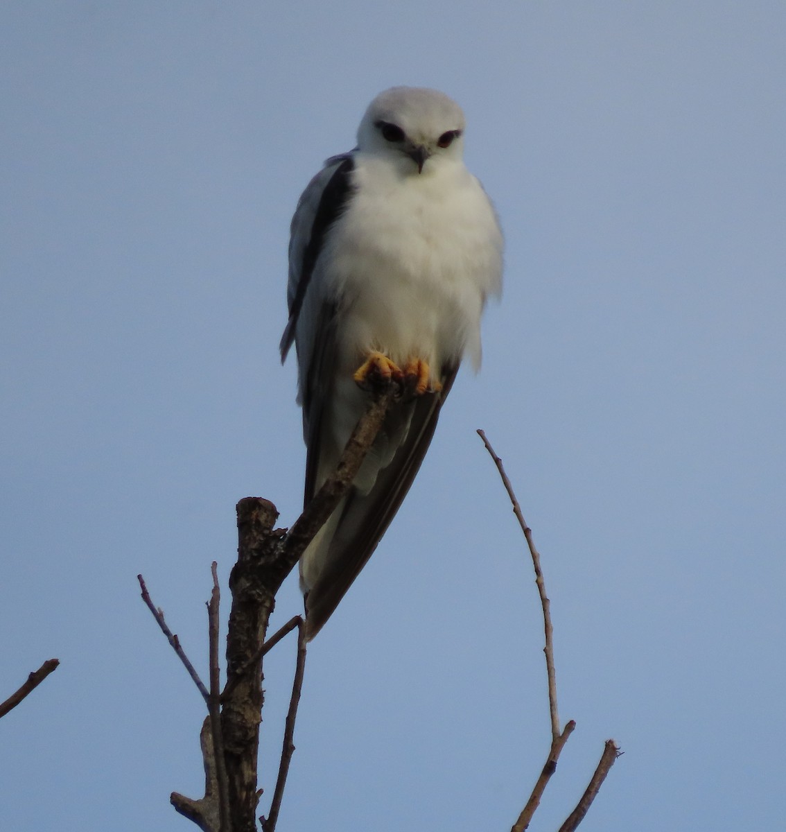 eBird Checklist - 23 Apr 2025 - Jerrabomberra Wetlands NR--Woodland ...
