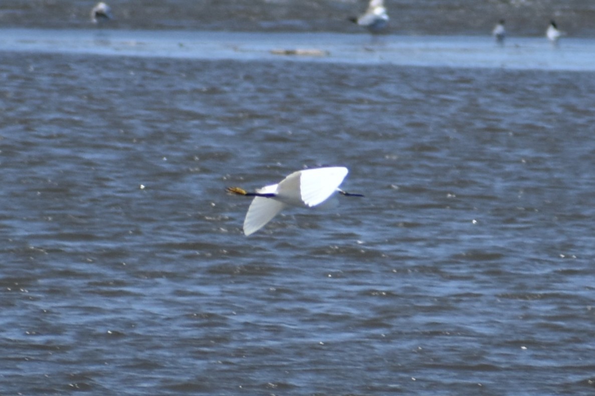 eBird Checklist - 22 Apr 2025 - Talcot Lake State WMA - 21 species (+1 ...