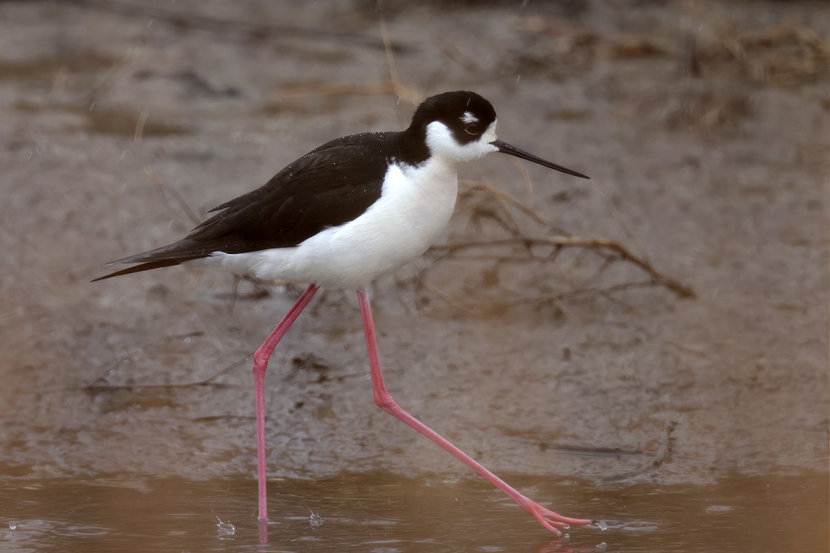 eBird Checklist - 20 Apr 2025 - Cheyenne Bottoms WA - 53 species