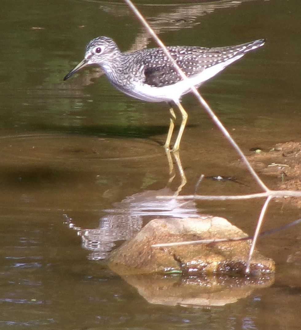 eBird Checklist - 22 Apr 2025 - Frank Lyne's Farm (Private) stakeout ...