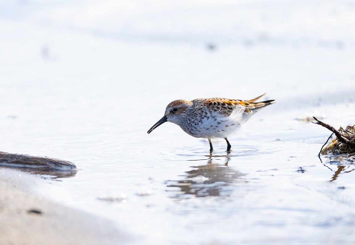 eBird Checklist - 21 Apr 2025 - Big Sandy Reservoir (Sublette County ...