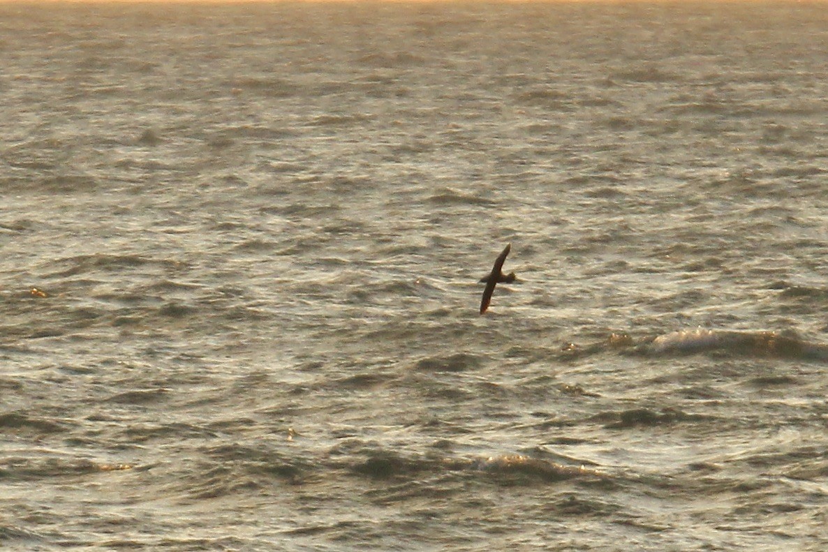 eBird Checklist - 23 Apr 2025 - Castaway Cove - 20 species