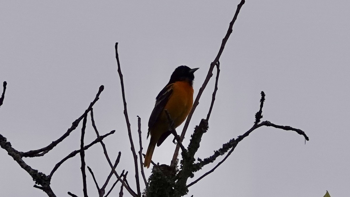 eBird Checklist - 23 Apr 2025 - Foxfire Trail - 48 species