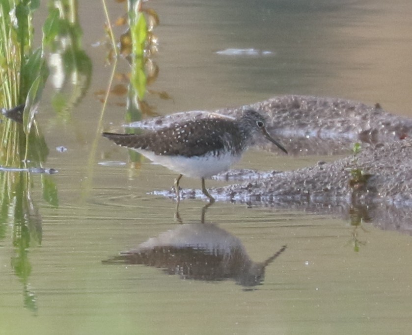 Pennsylvania Bird Atlas Checklist - 22 Apr 2025 - Robert Porter Allen ...