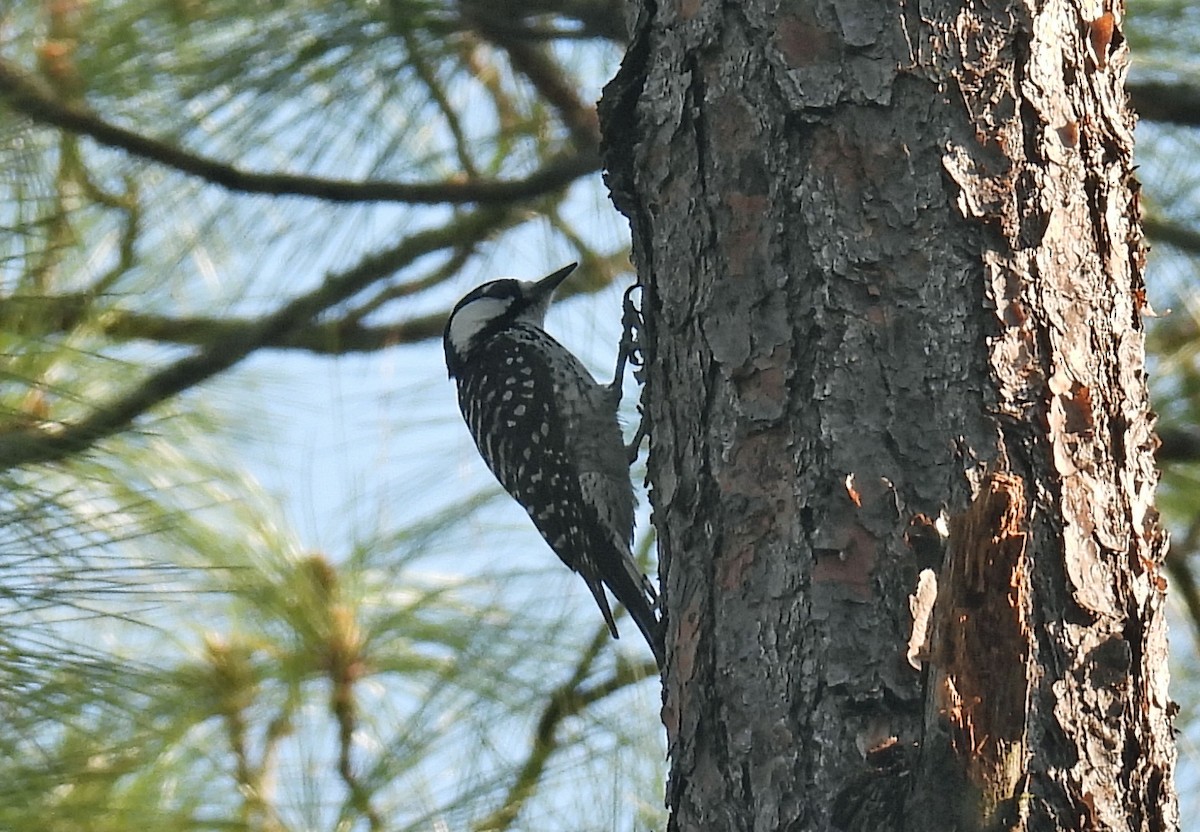 eBird Checklist - 23 Apr 2025 - Withlacoochee SF--Citrus Tract - 36 species
