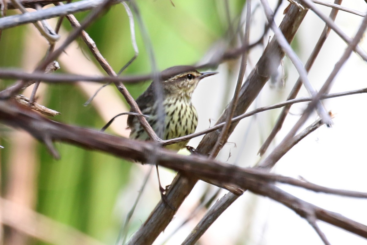 eBird Checklist - 23 Apr 2025 - Wildflower Preserve - 31 species