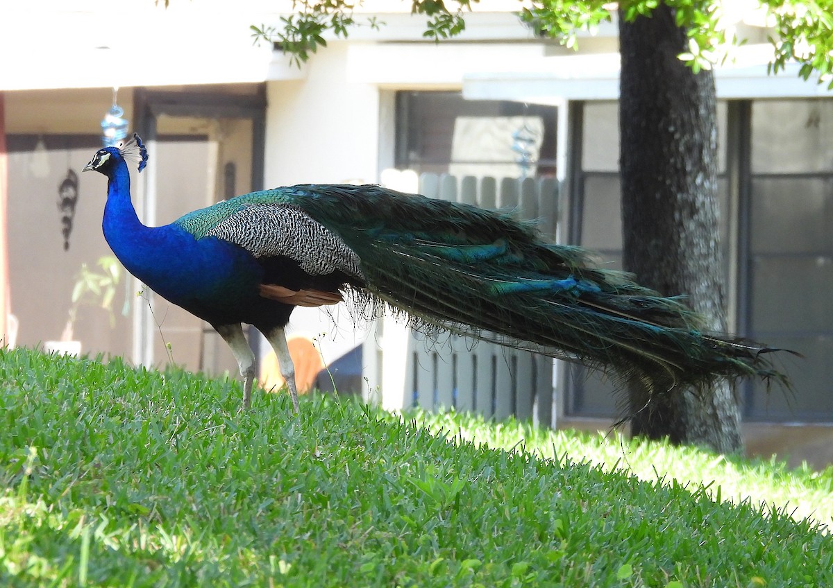 eBird Checklist - 23 Apr 2025 - Timber Oaks - 27 species