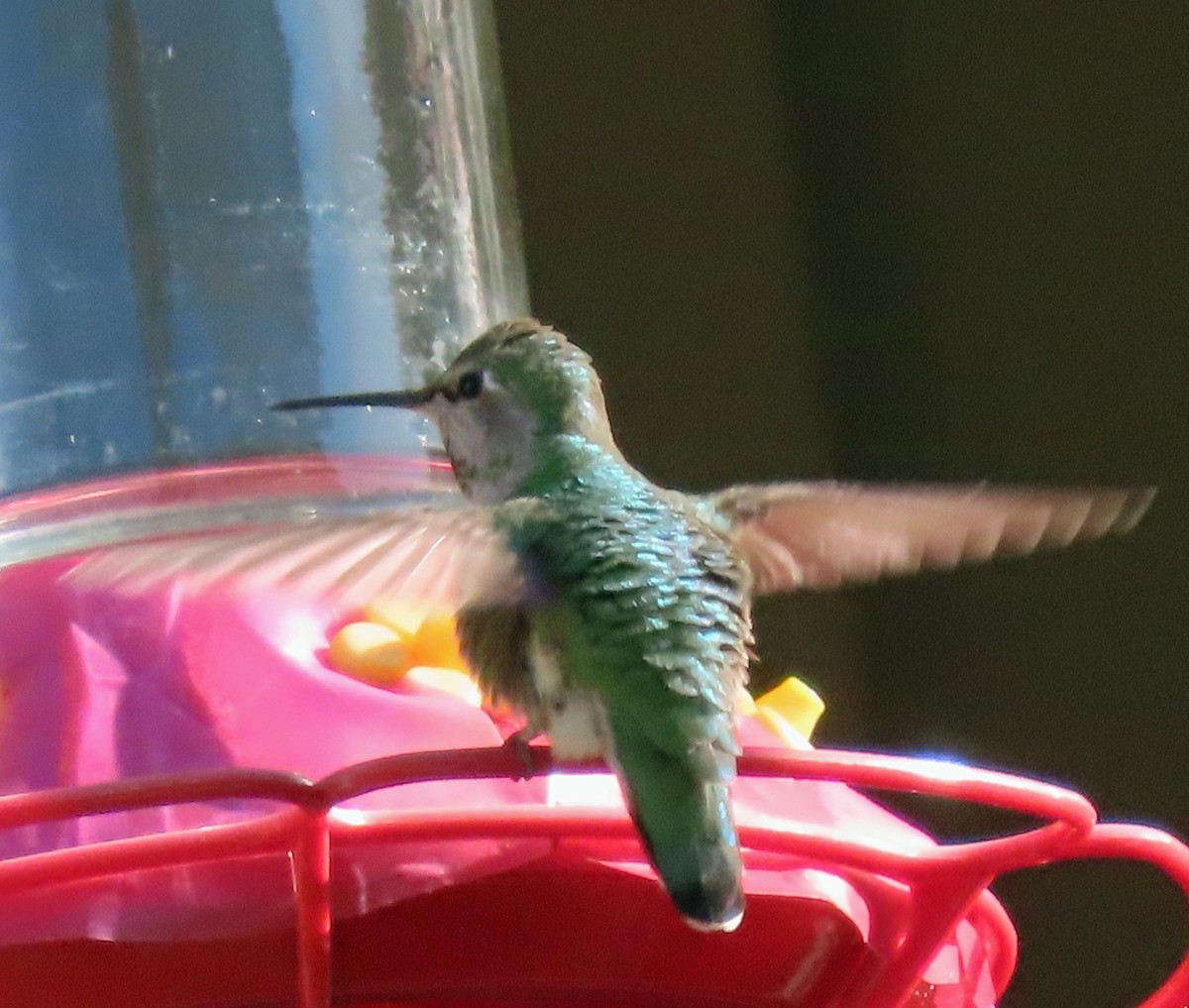 eBird Checklist - 23 Apr 2025 - Dallas Retirement Village - 13 species