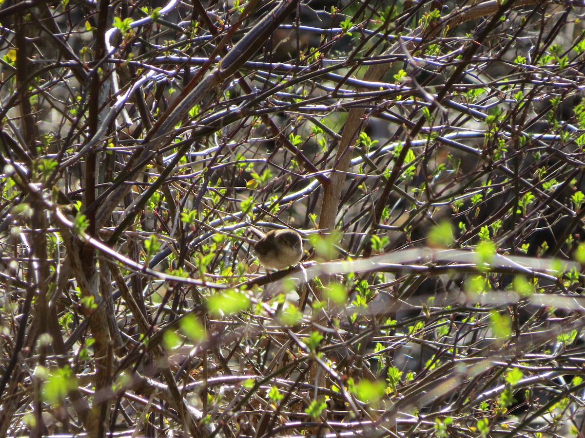 eBird Checklist - 23 Apr 2025 - Epping NH Yard - 41 species