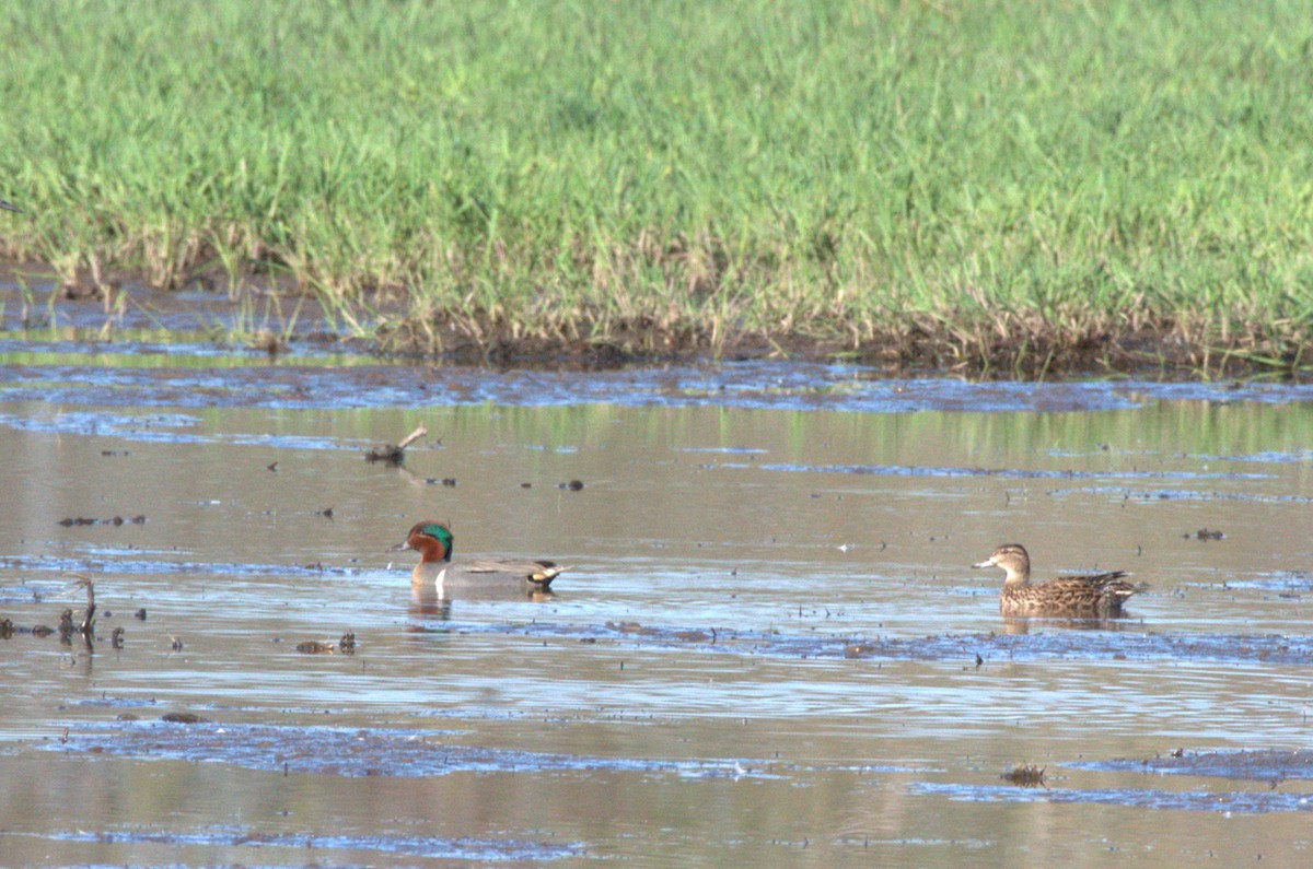 eBird Checklist - 23 Apr 2025 - Bolton Flats WMA--Bolton - 19 species