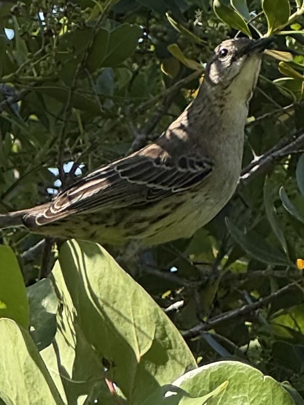ML634305620 - Bahama Mockingbird - Macaulay Library