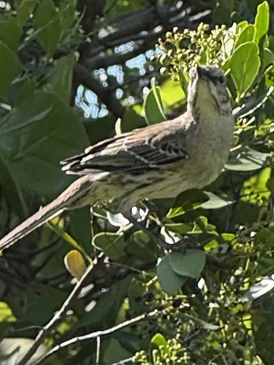 ML634305622 - Bahama Mockingbird - Macaulay Library