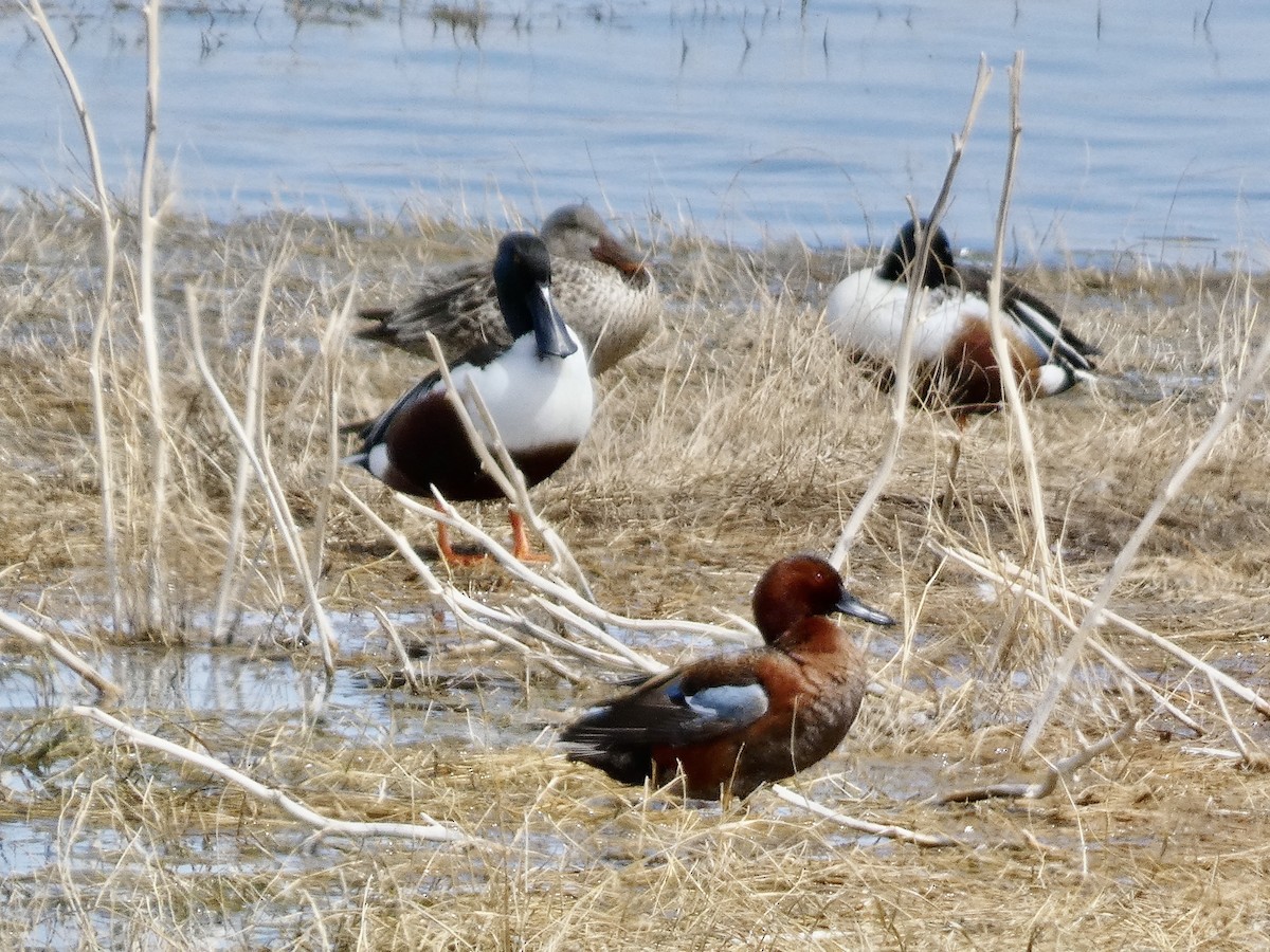 eBird Checklist - 14 Apr 2025 - Willcox--Lake Cochise and Twin Lakes ...