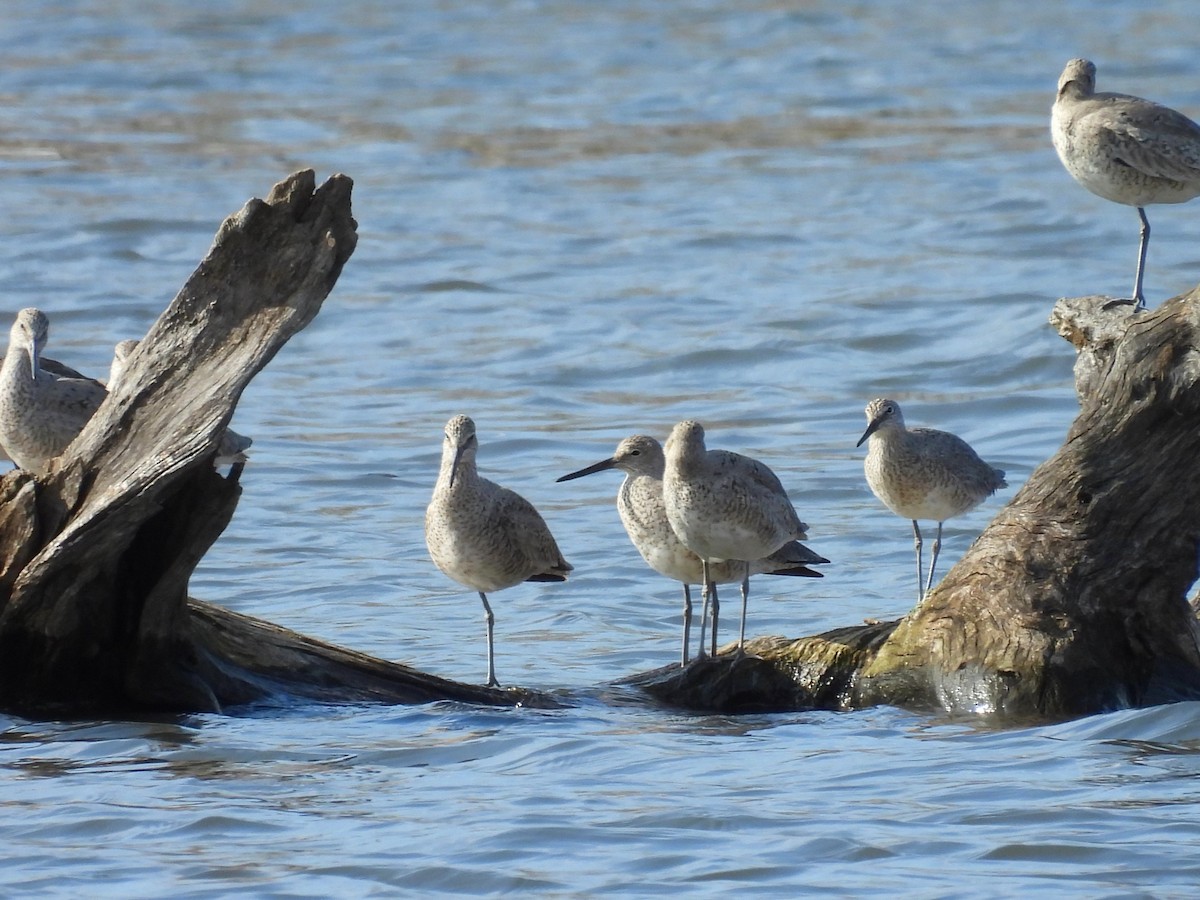 ML634310112 - Willet - Macaulay Library