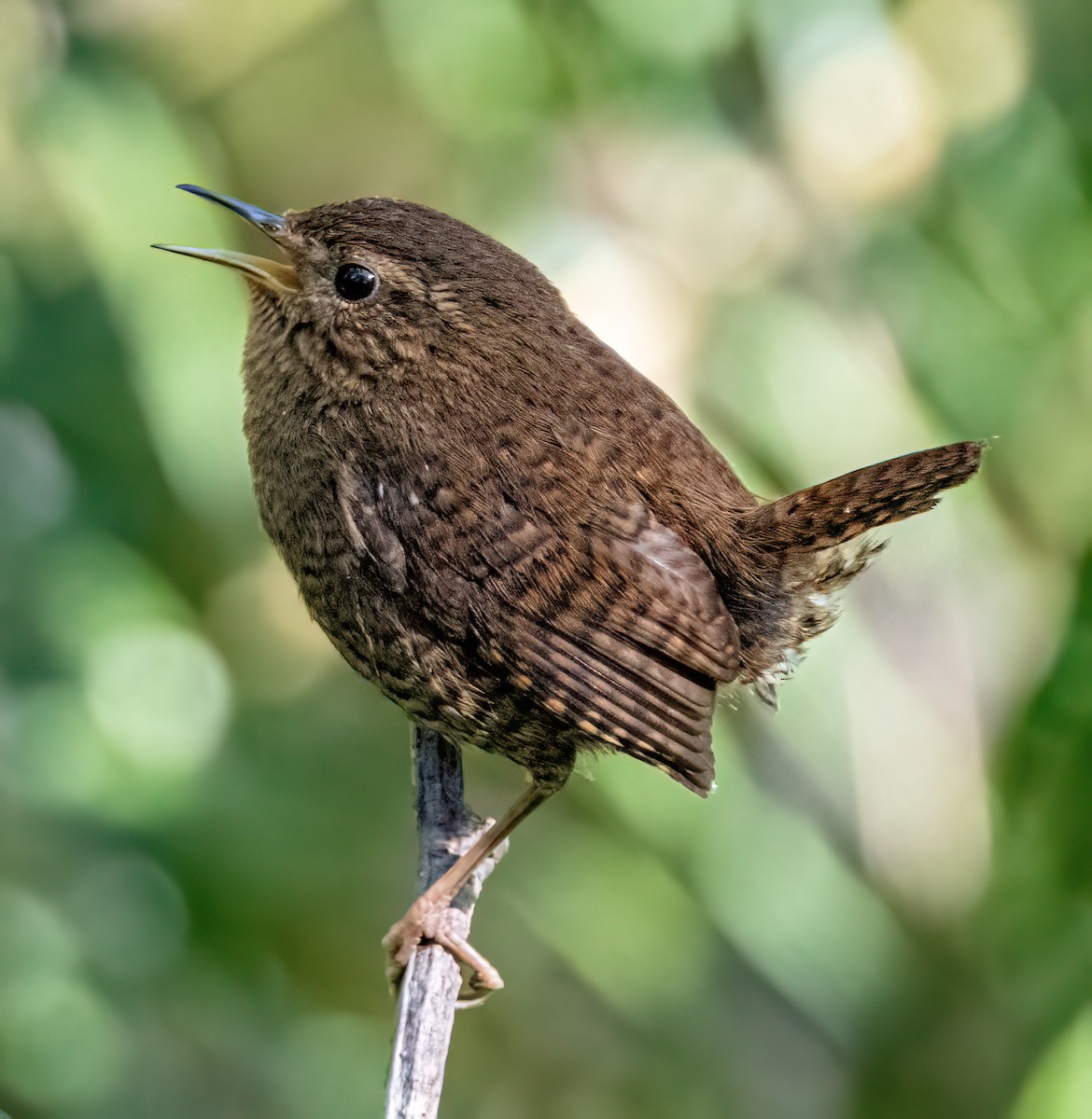 eBird Checklist - 17 Apr 2025 - Redwood NP--Tall Trees Rd. - 11 species