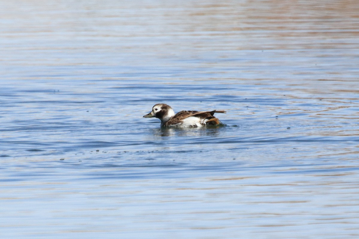 eBird Checklist - 23 Apr 2025 - Smith Reservoir SWA - 44 species (+1 ...