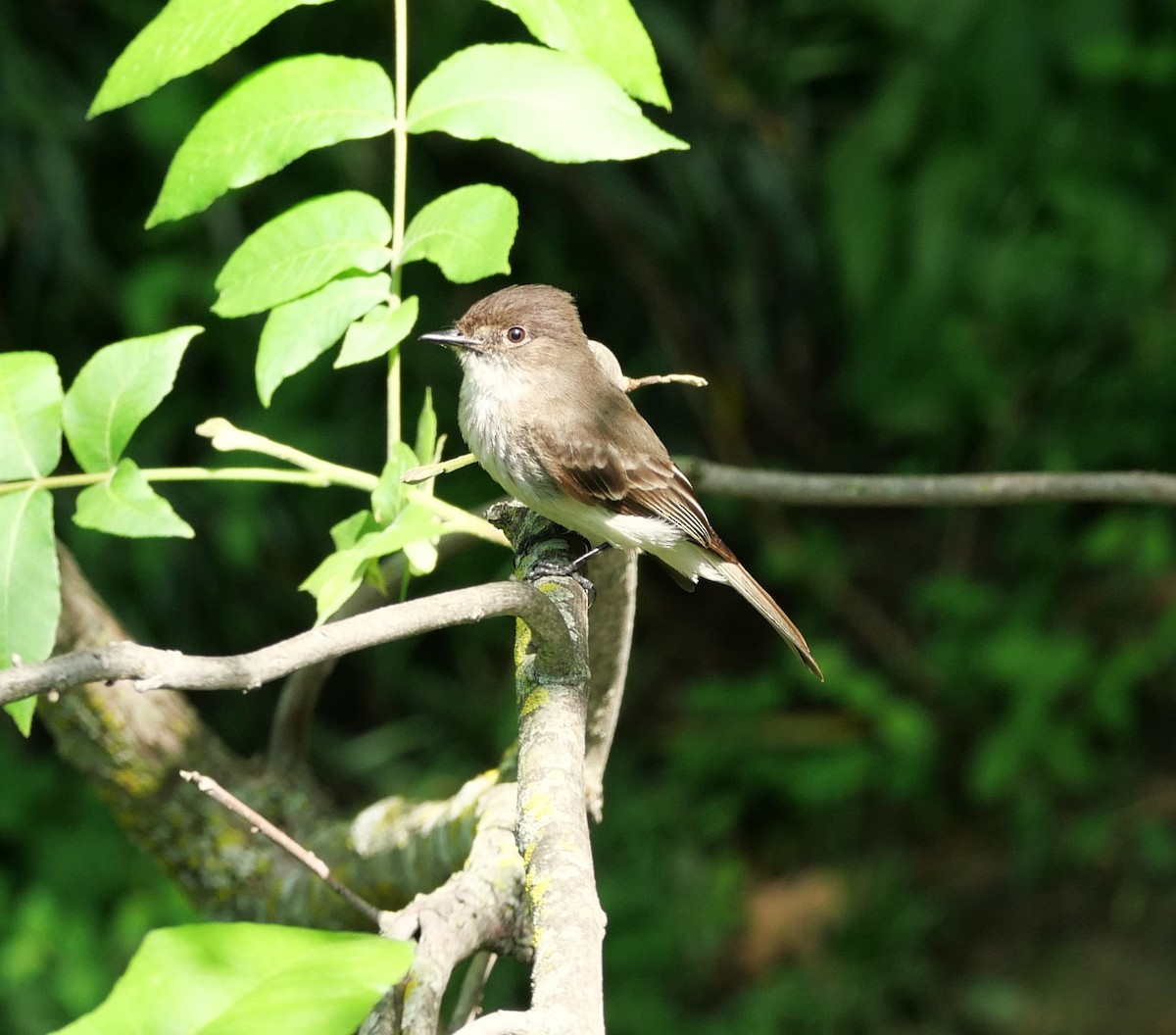 eBird Checklist - 23 Apr 2025 - Prairie Creek Park (Collin Co. portion ...