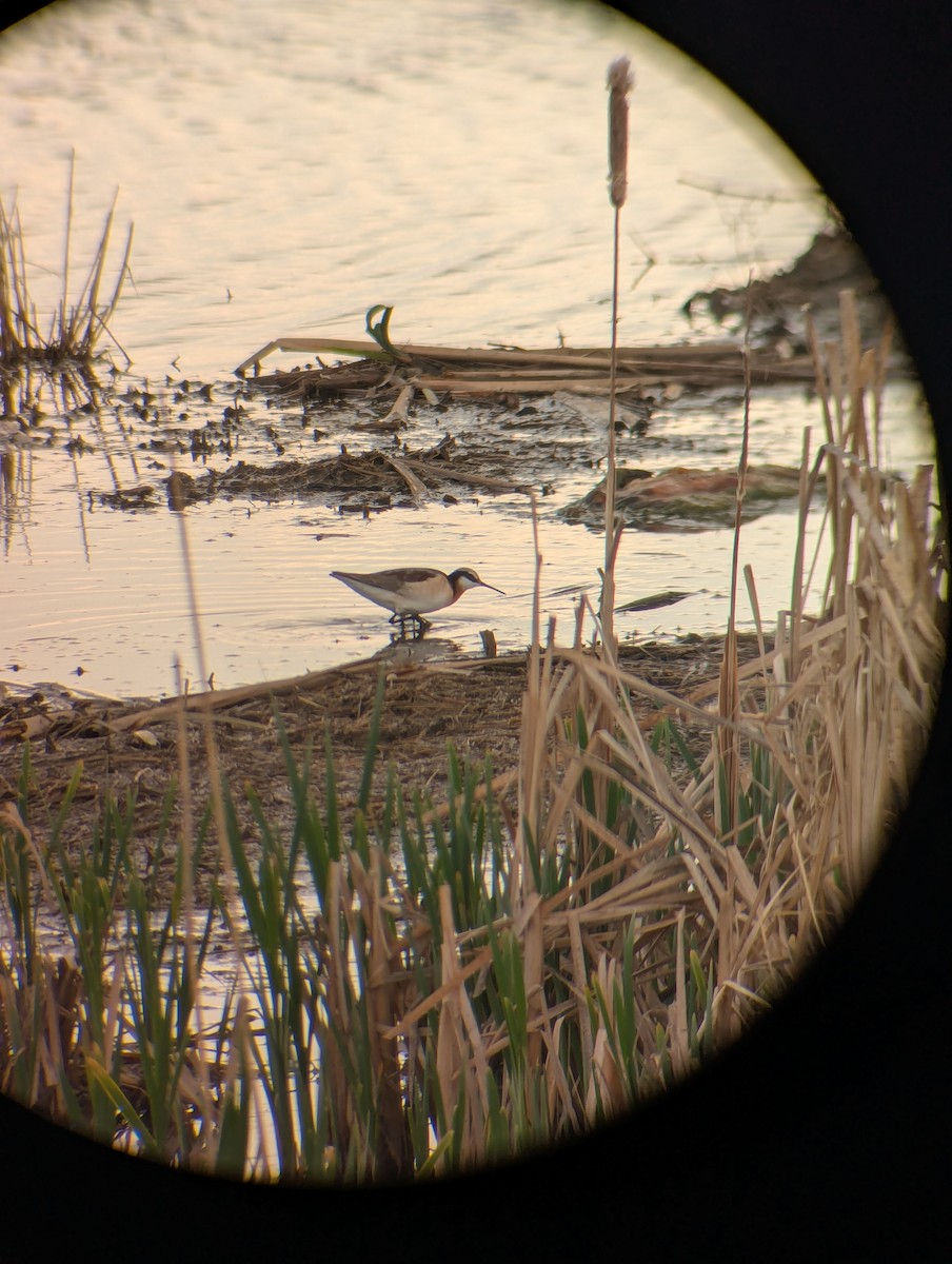 eBird Checklist - 23 Apr 2025 - Howard Marsh--West Side of Howard Rd ...