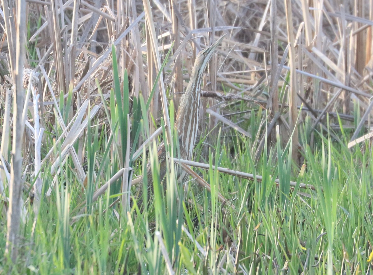 Pennsylvania Bird Atlas Checklist - 23 Apr 2025 - Robert Porter Allen ...