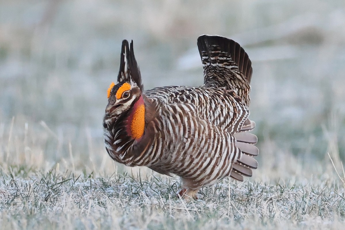 ML634327343 - Greater Prairie-Chicken - Macaulay Library